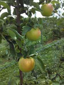 Apples - North Star Orchard