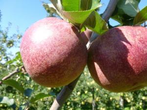 Apples - North Star Orchard