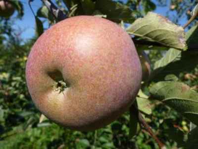 Apples - North Star Orchard