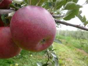 Apples - North Star Orchard
