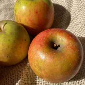 Apples - North Star Orchard