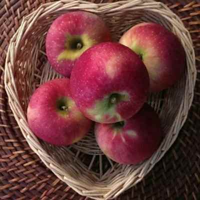 Apples - North Star Orchard