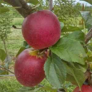 Apples - North Star Orchard