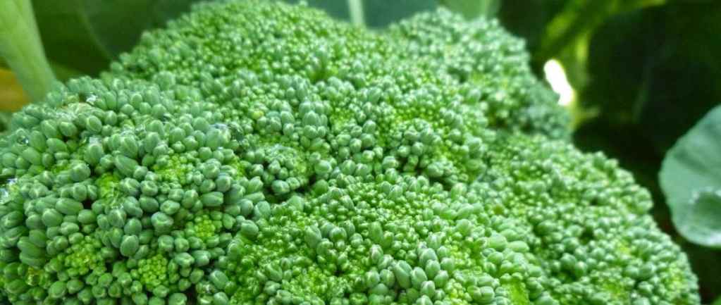 Weirdo of the Week: Broccoli! - North Star Orchard