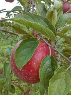 Apples - North Star Orchard