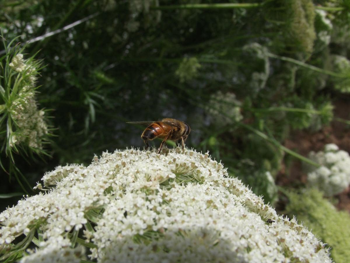 Your Pollination Primer (just in time for spring blossom season ...