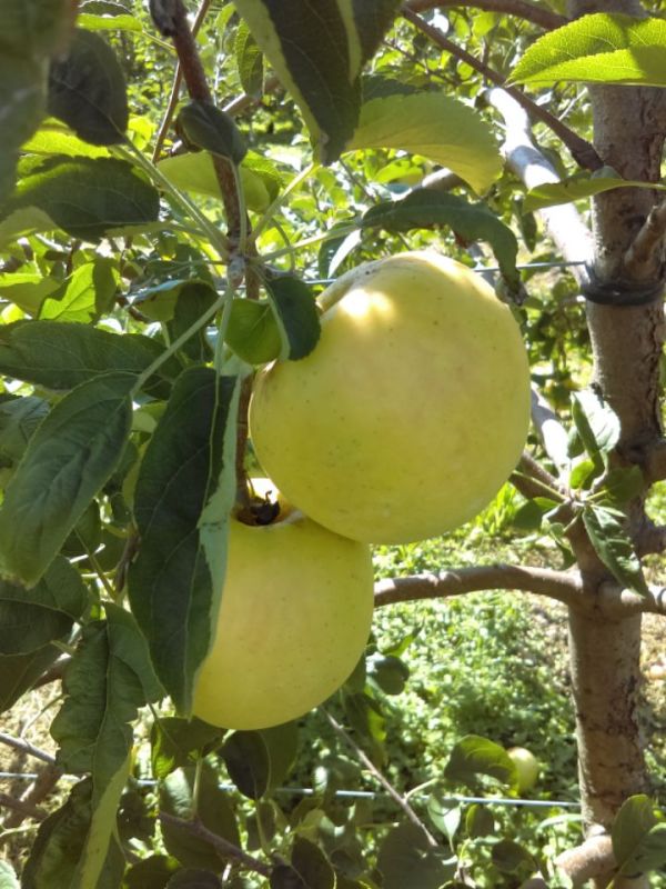 Apples - North Star Orchard