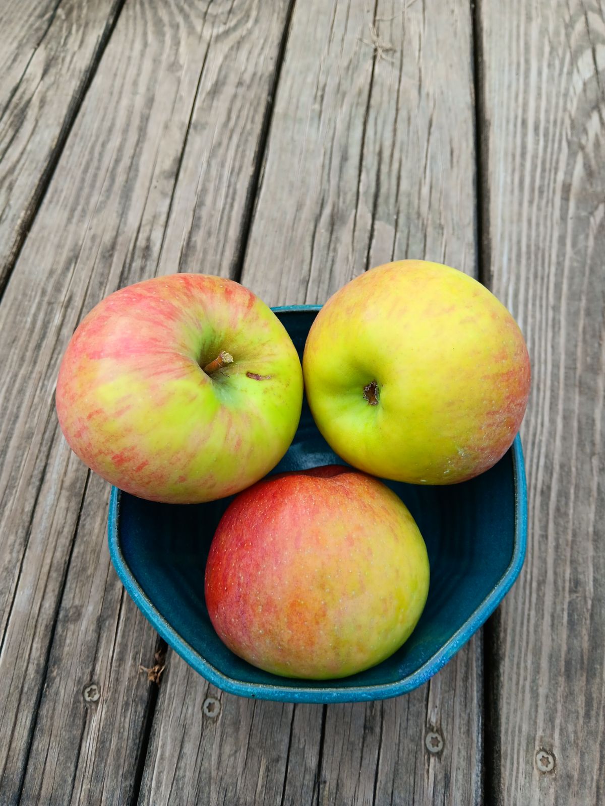 Capella - North Star Orchard